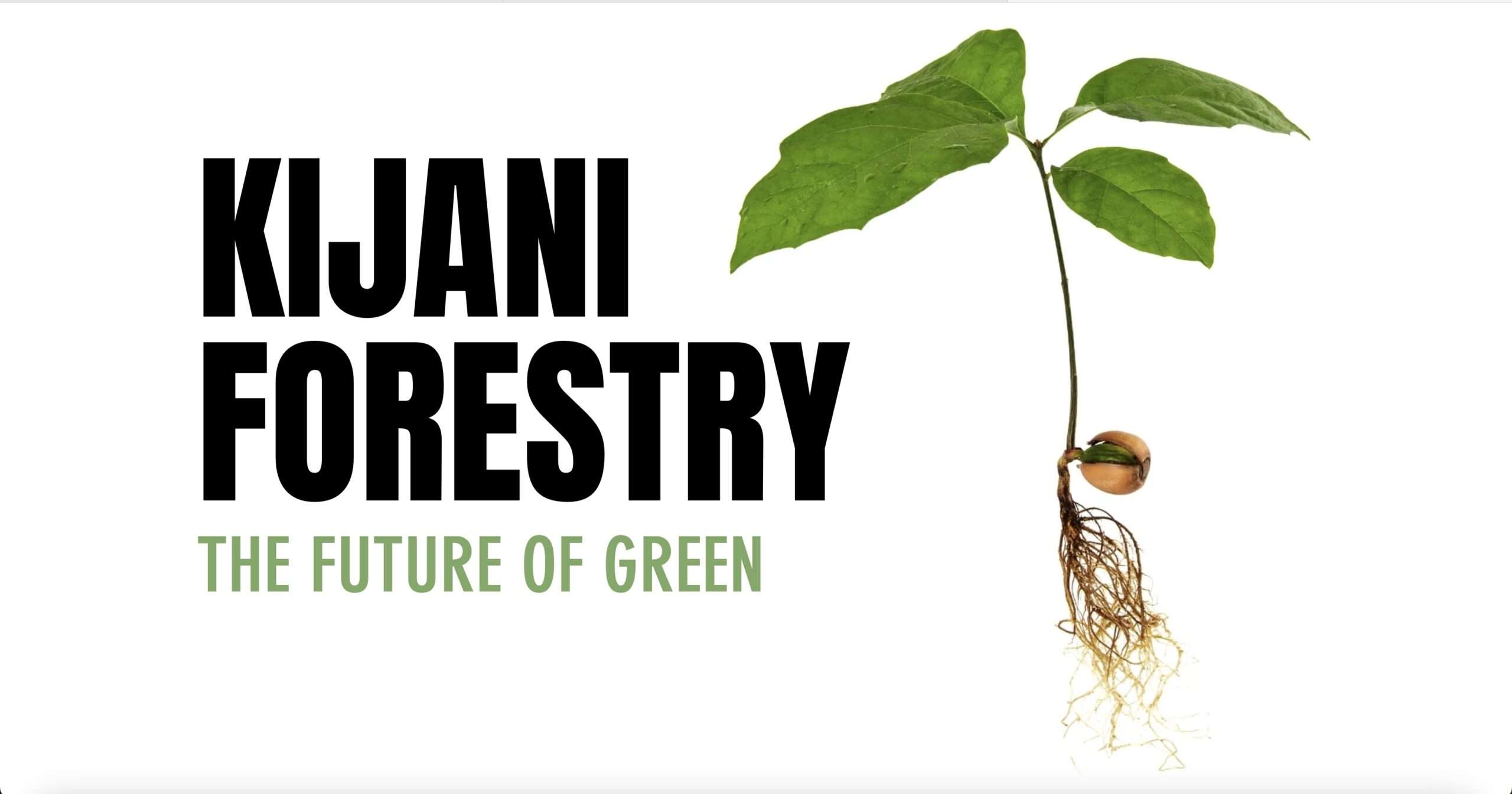 Kijani Forestry – a Progress Report - IBEC Ventures